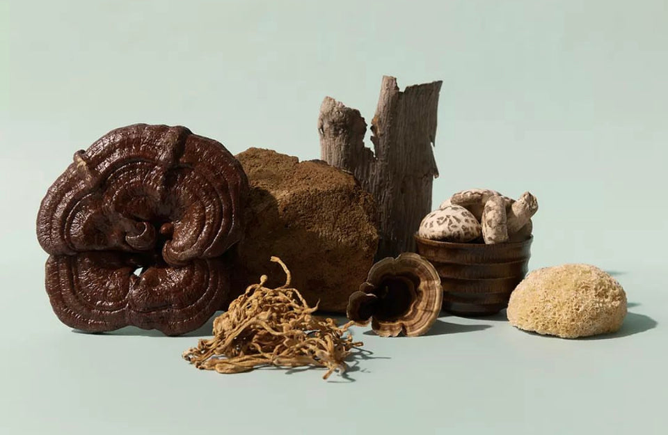 The magic wonders of Superfeast's Medicinal Mushrooms & Tonic Herbs#N ...