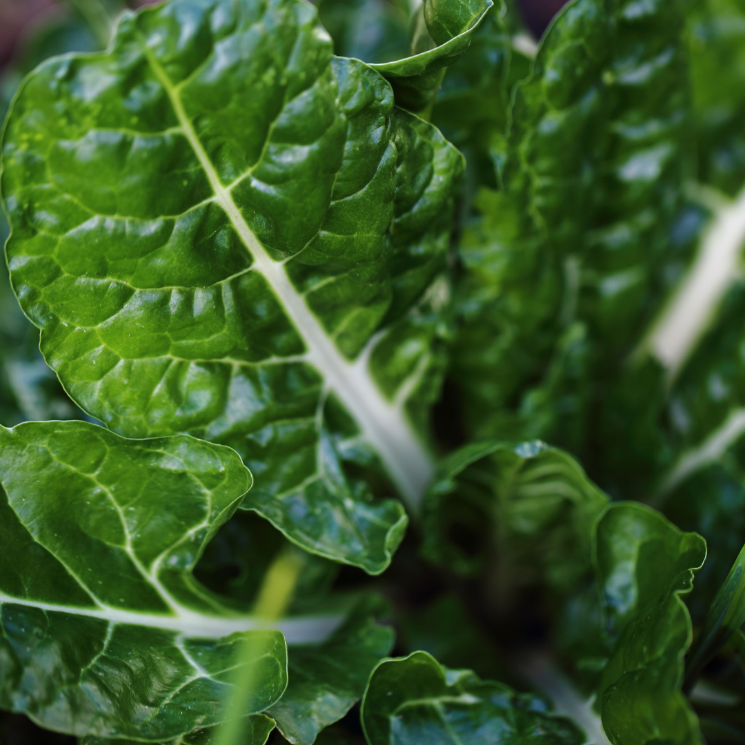 Silverbeet/ Ruby Chard - bunch of organically grown silverbeet